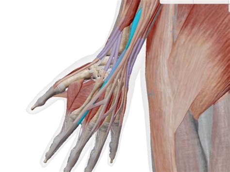 Muscles Of The Arm And Hand Extensor Indicus To Extensor Digitorum Flashcards Quizlet