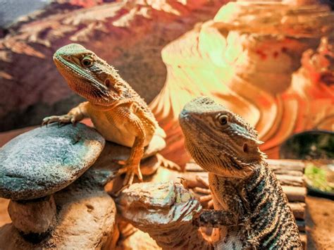 Bearded Dragon Habitat Map