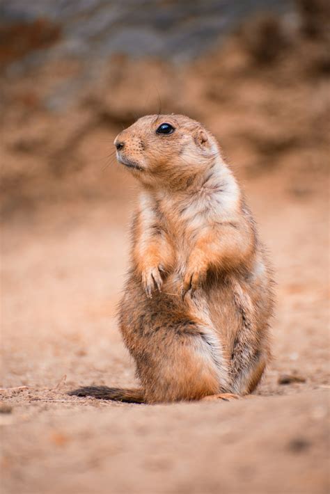 Gopher Vs Ground Squirrel What S The Difference This Vs That