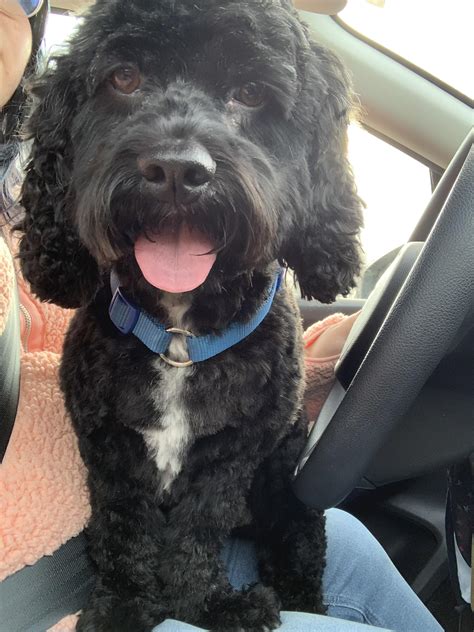 355 Best Rcockapoo Images On Pholder Aizen 10mo And Kisuke 7mo