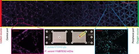 Experimentally Observed Spatial Segregation Of Bacterial Populations In Download Scientific