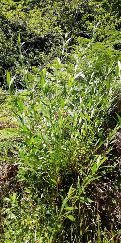Salix Viminalis L Biodiversidade