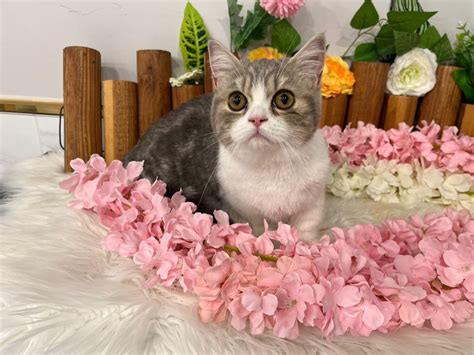 먼치킨 조지아 포미분양 포매라니안분양 포메리안분양 치아와분양 말티스분양 푸말티분양 러시아블루분양 포미분가격 포매라니안분양가격 포메리안분양가격 치아와분양가격 말티스분양가격