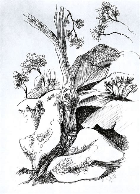 Olive Tree Drawing At PaintingValley Explore Collection Of Olive Tree Drawing