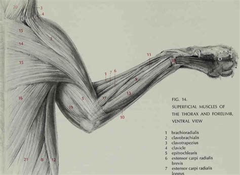 Biol 251 Lab 6 And 7 Fig 14 Diagram Quizlet