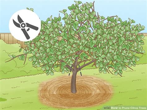 3 Ways To Prune Citrus Trees WikiHow