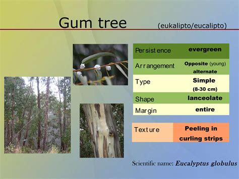 Classification Of Trees Ppt Gardening Home And Garden