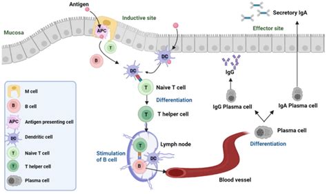Schematic Diagram Outlining The Immune Responses In The Intestine At