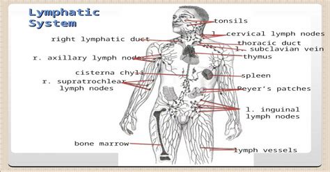 Download Ppt Powerpoint Lymphatic System R Axillary Lymph Nodes L