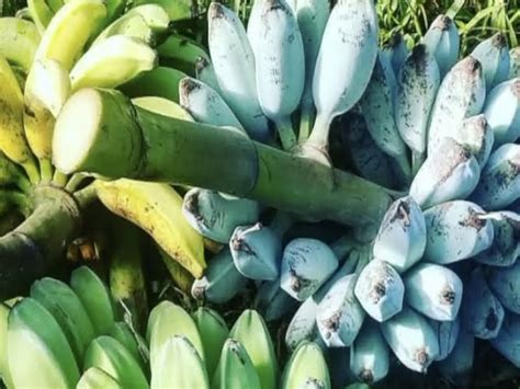 Blue Java Banana Tree