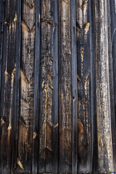 Blackened Tree Texture Free Image