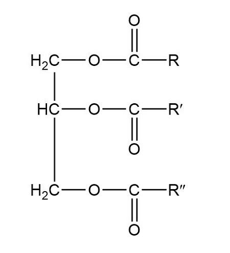 Structure Of Triglyceride