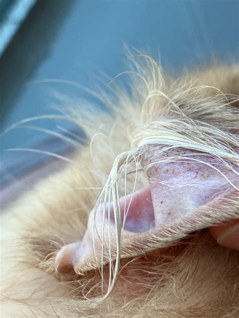 고양이 귀 진드기 지식in