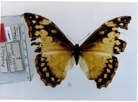 Morpho Cypris Bugaba Type Specimens
