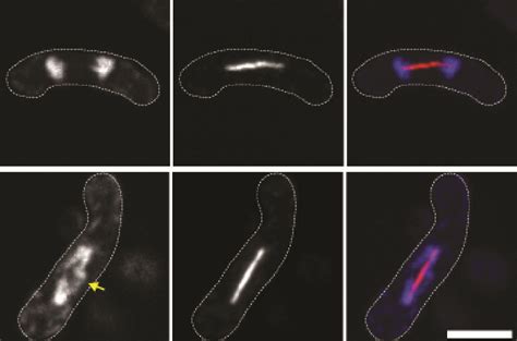 Fmi Article Time To Part How To Produce Sex Cells With The Right