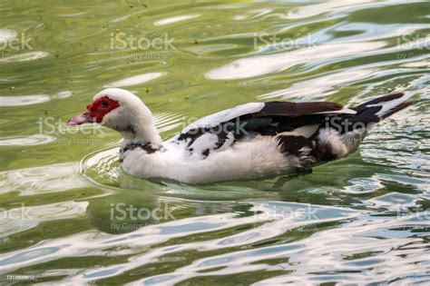 Gambar Bebek Hitam Putih 57 Koleksi Gambar