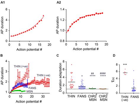 Ap Duration Adaptation In Yfp⁺ Neurons In The Dorsal Striatum A