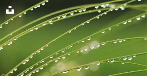 녹색 식물에 물방울의 클로즈업 사진 Unsplash의 무료 녹색 이미지