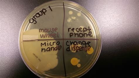 Microbes All Around Us Lab Report Microbiology