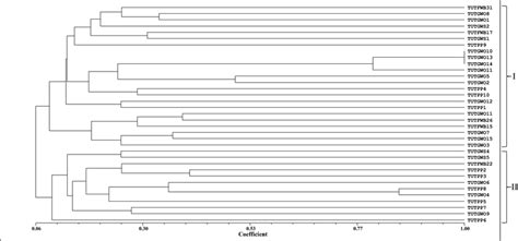 dendrogram generated from eric pcr fingerprint of 35 test isolates