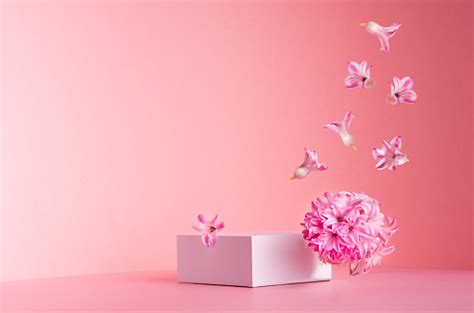부드러운 파스텔 핑크 배경 복사 공간 현대적인 패션 스타일에 신선한 봄 꽃의 호버링 흐름과 디스플레이 화장품 및 상품을위한 흰색 광장 연단 꽃 식물에 대한 스톡 사진 및