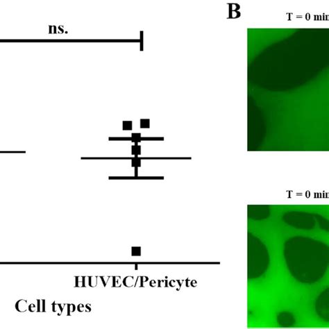 The Impact Of Pericytes On Vessel Permeability 70 Kda Fitc Dextran Was Download Scientific