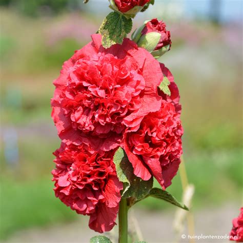 Stokrozen Eenjarig Venema Zaden