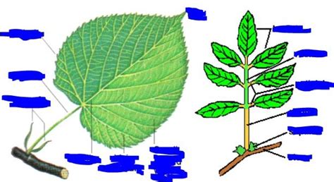 Dendro Exam 1 Leaves Diagram Quizlet
