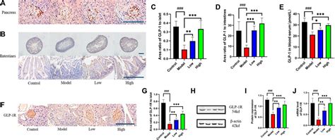 frontiers berberine enhances the function of db db mice islet β cell through glp 1 glp 1r pka