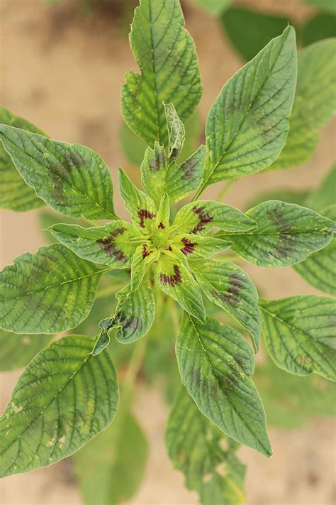Fs1350 Redroot And Smooth Pigweed Life Cycle Disruptions For Effective