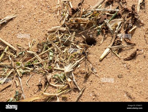Worker Termites Leave Segments Of Cut Grass For Other Workers To Carry