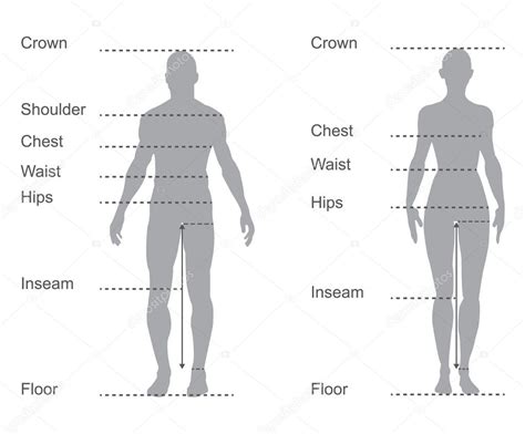 Average Female Body Measurements