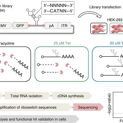 Principle And Schematic Workflow For The Sequencing Based Download Scientific Diagram