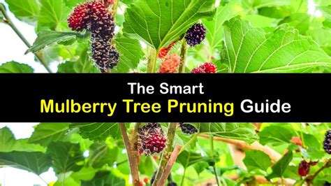 Pruning Mulberry Trees How To Trim Your Mulberry Bush