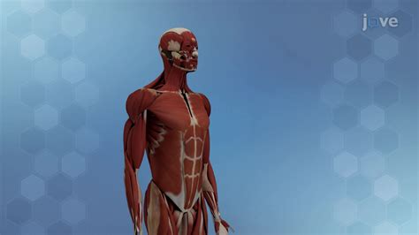 Video Somatosensory Motor And Association Cortex