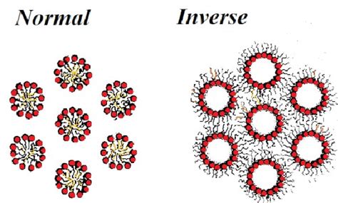 Cross Section Of The Normal And Inverse O Reverse Hexagonal Phase