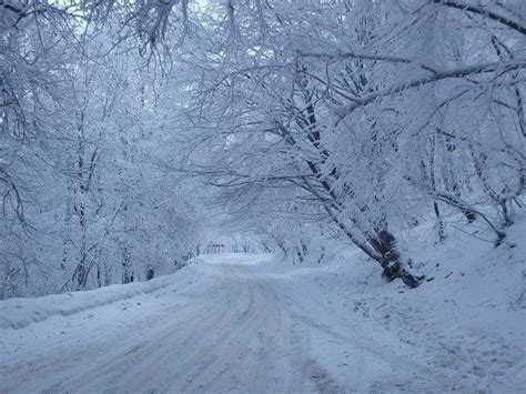 აქცია საბადური დათვების თავშესაფარი ნადოკრა მცხეთამთიანეთი 20 Gel საქართველოს ბილიკებზე