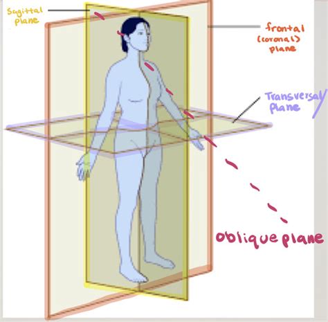Lab 1 Intro Flashcards Quizlet