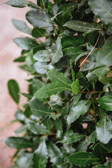 Background Of Green Leaves Of Laurel Tree Vertical Image Stock Image Image Of Laurel Flora