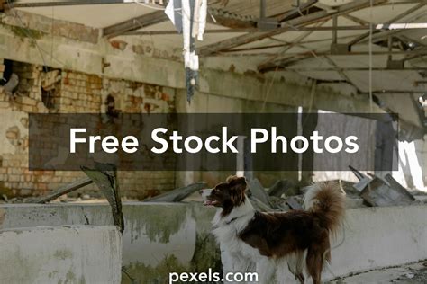 Dog Destruction Photos Download The Best Free Dog Destruction Stock