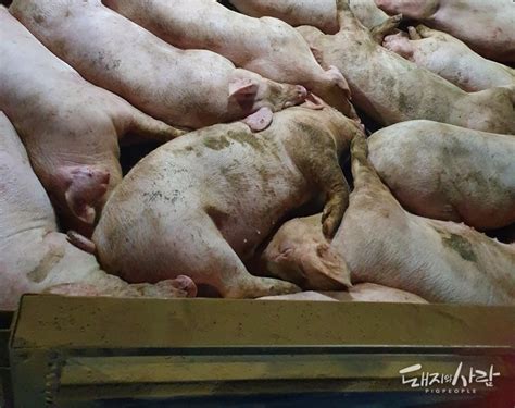 애들아 가자~오늘부터 포천 이동제한 농장 자돈 이동