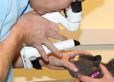 Gonioscopy Examination In Cats Felis Vetlexicon