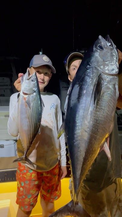 Bonita Vs Bluefin Tuna Fishing Fish Funny Youtube
