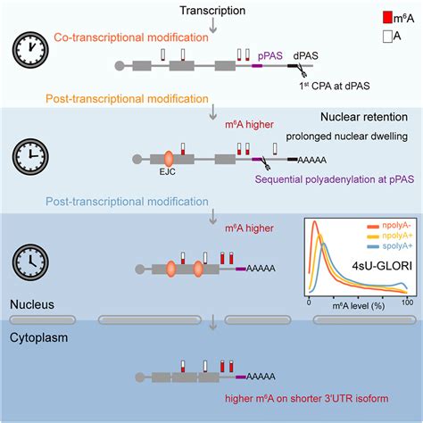 Nuclear Retention Coupled With Sequential Polyadenylation Dictates Post Transcriptional M6a
