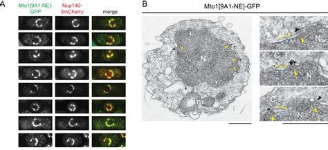 Figures And Data In Exportin Crm1 Is Repurposed As A Docking Protein To Generate Microtubule