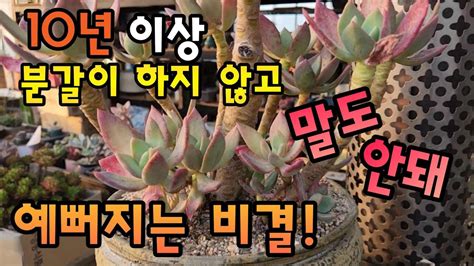 10년을 분갈이하지 않아도 다육이가 죽지 않고 예뻐지는 비결ㅣ분갈이 하는 법ㅣ다육이 키우기ㅣ신쌤의다다육선多肉植物 Succulent たにくしょくぶつ Youtube