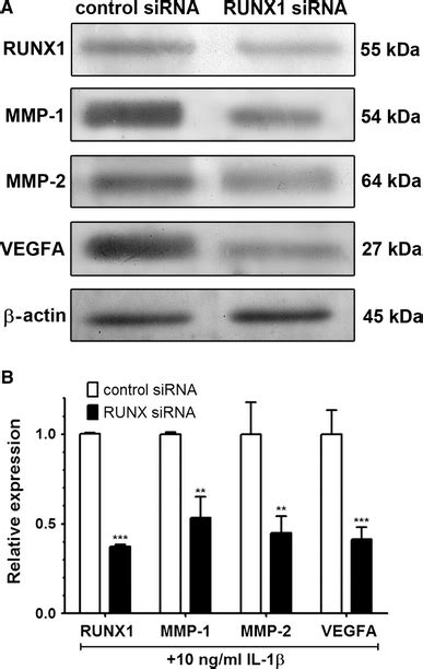 The Decreased Expressions Of Invasion And Angiogenic Proteins After Download Scientific Diagram