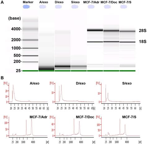 A Rna Content Is Remarkably Different With The Majority Of Exosomal