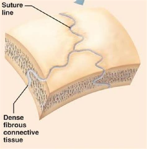 MSK Block 1 Patho Structure Fxn Of Joints Muscles Flashcards Quizlet