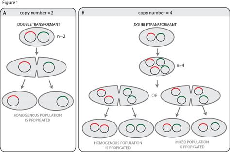 Plasmid Dna Transformation